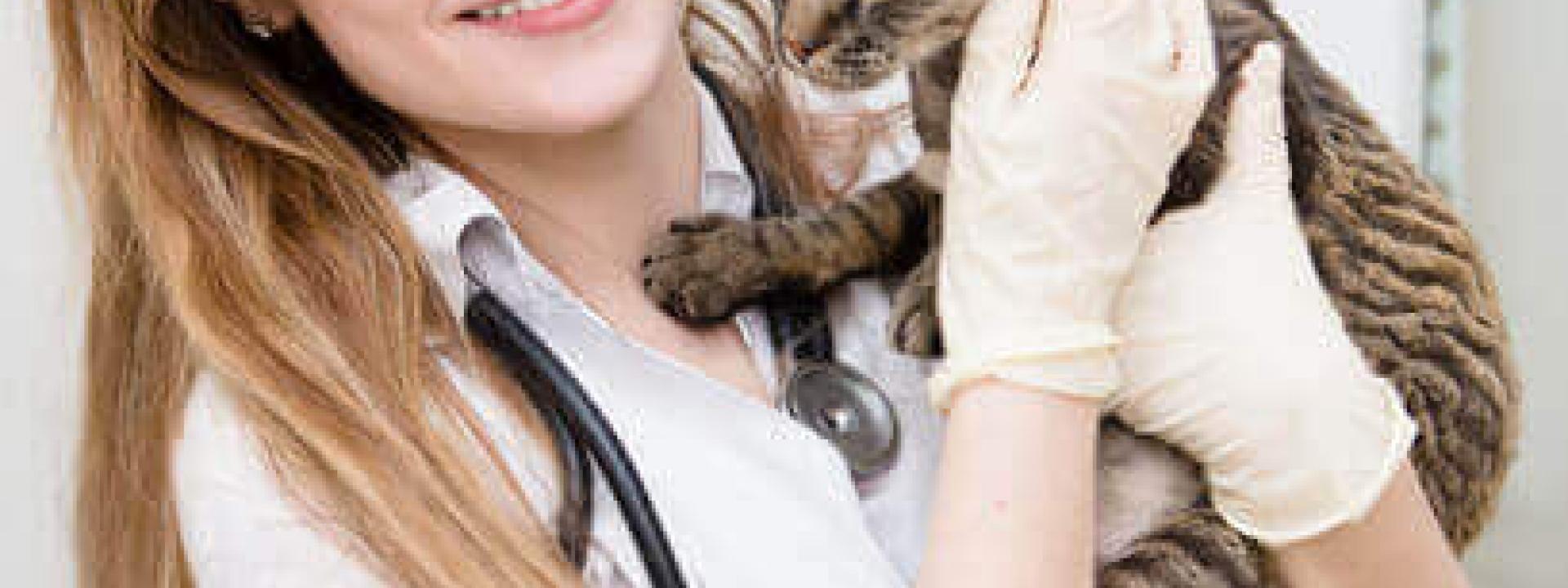 | Carson Animal Hospital